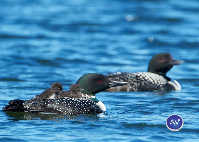 Common Loon - Iconic symbol of Canada